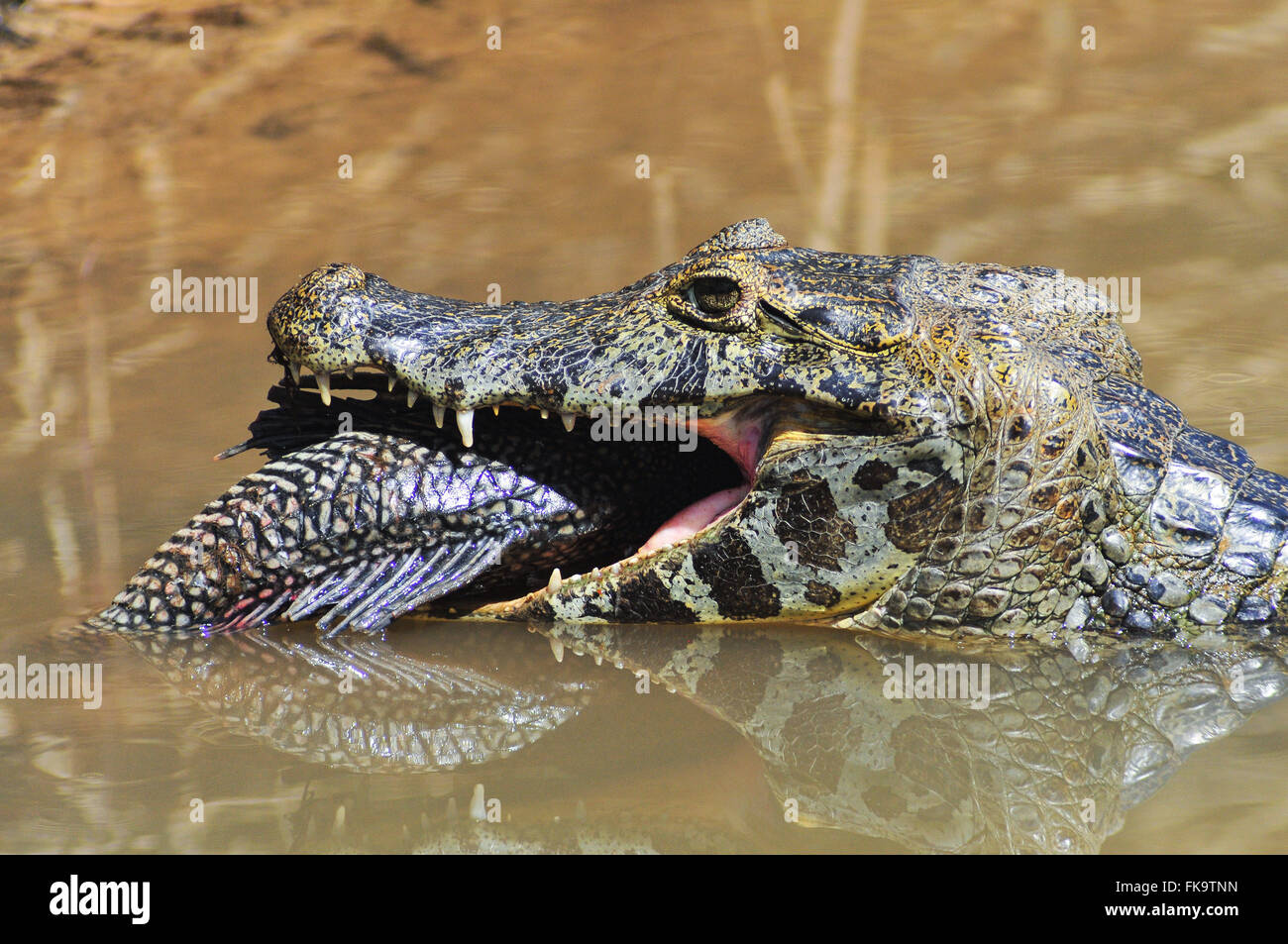 Brazil jacare hi-res stock photography and images - Alamy