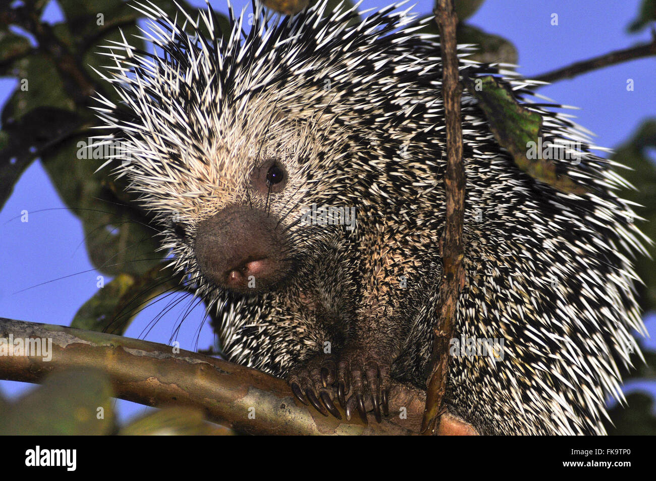 Porcupine tree hi-res stock photography and images - Alamy