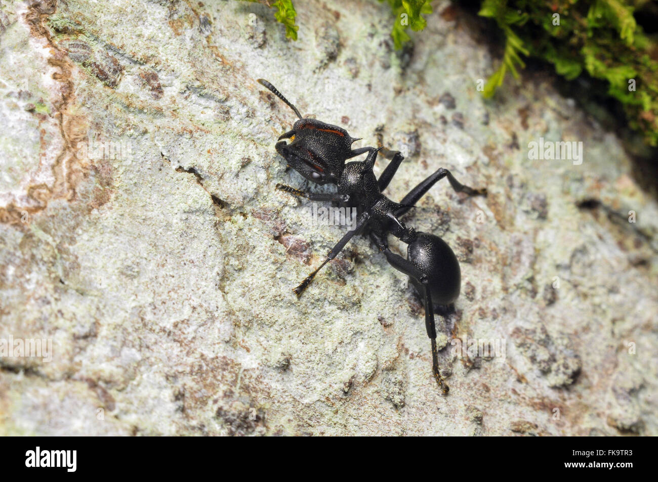 Formiga hi-res stock photography and images - Alamy