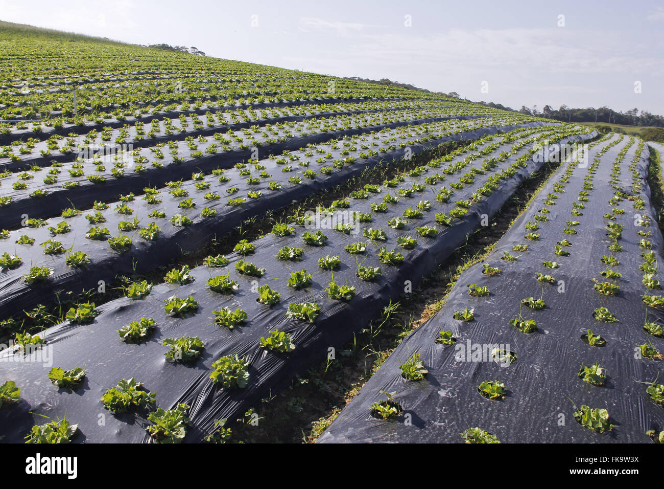 Plantation of organic lettuce with technique of plasticulture in the ...