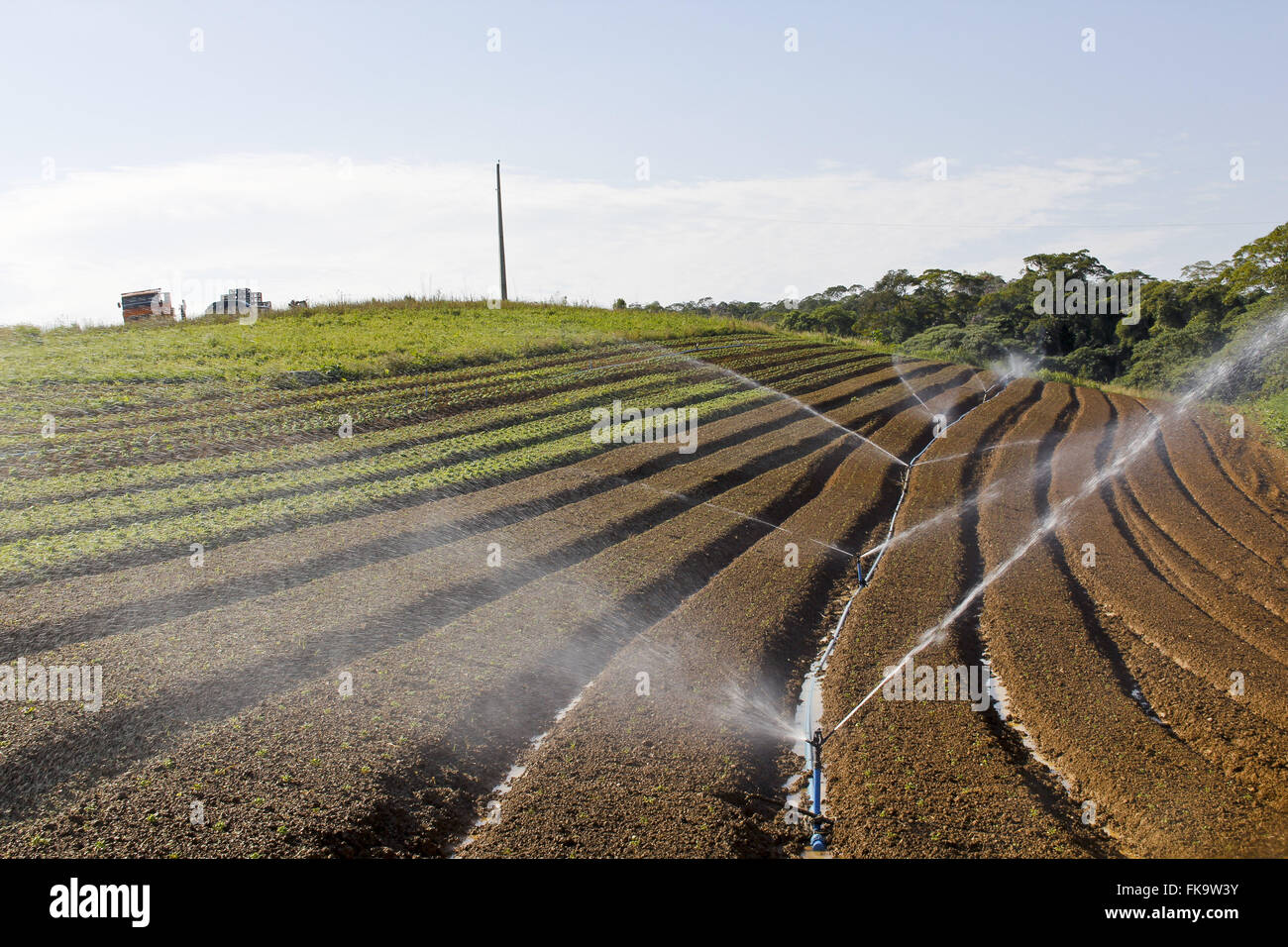 Sprinkler irrigation for plantation of organic food in the countryside ...
