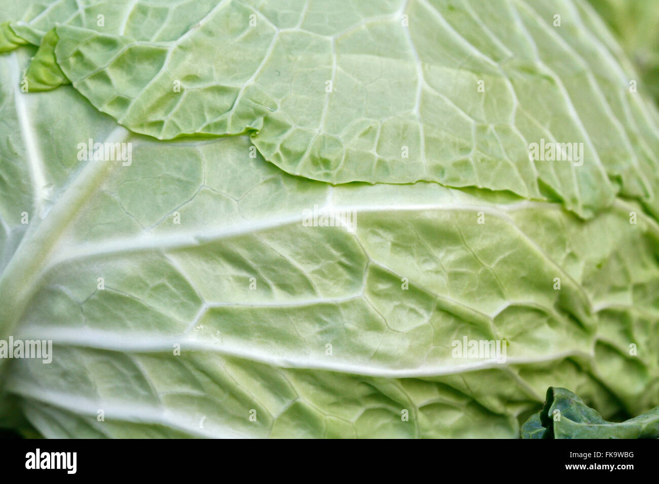Cabbage texture hi-res stock photography and images - Alamy