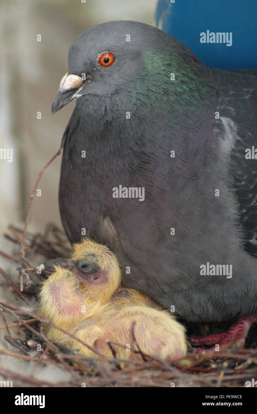 Baby pigeon squab hi-res stock photography and images - Alamy