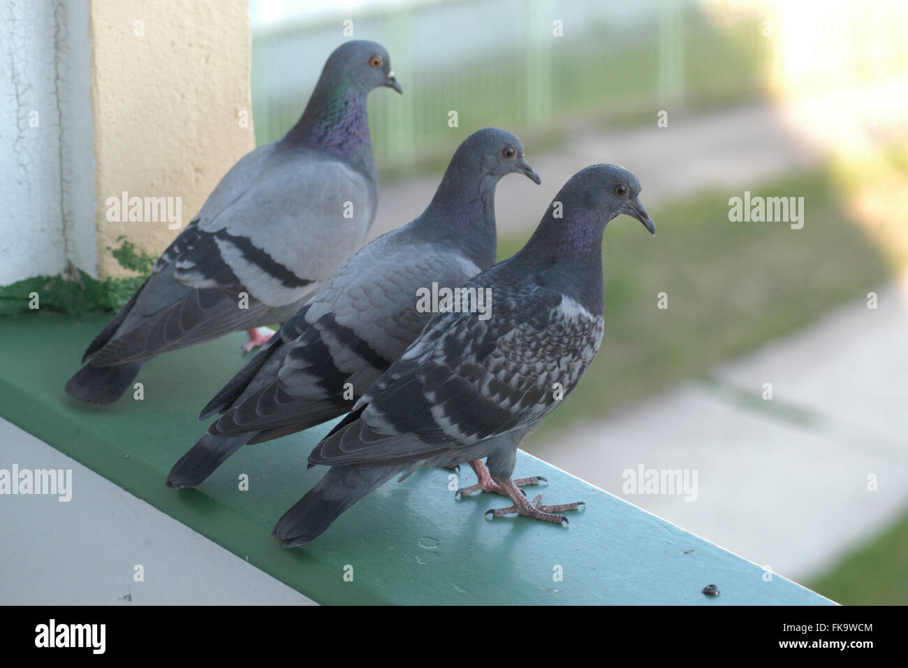 Three pigeons hi-res stock photography and images - Alamy