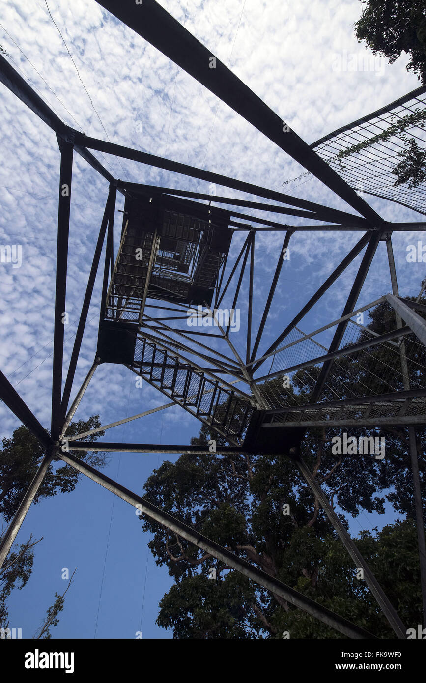 Observation tower in the Amazon rainforest at dawn Stock Photo - Alamy