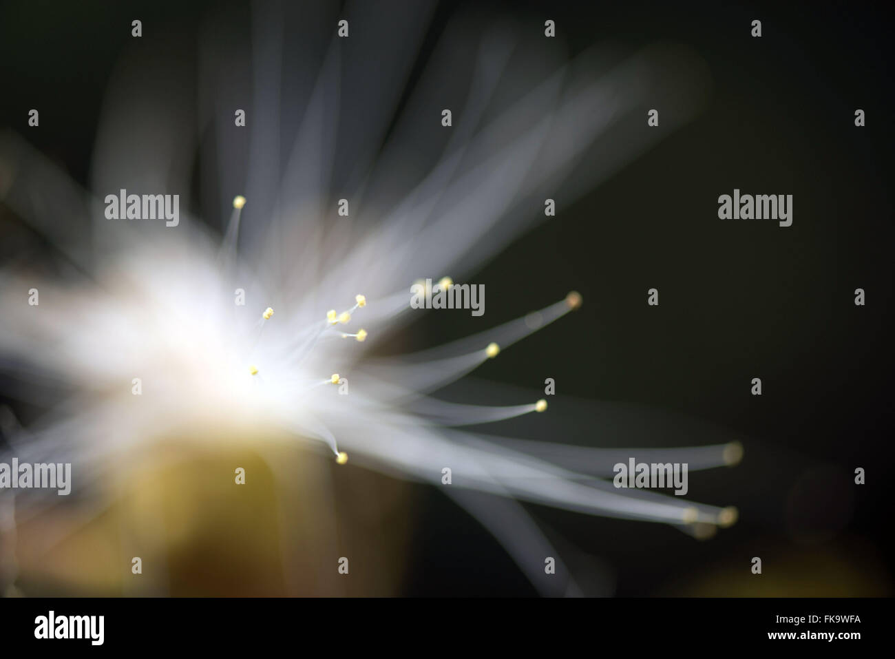 Detalhe de flor do ingá na floresta amazônica Stock Photo - Alamy