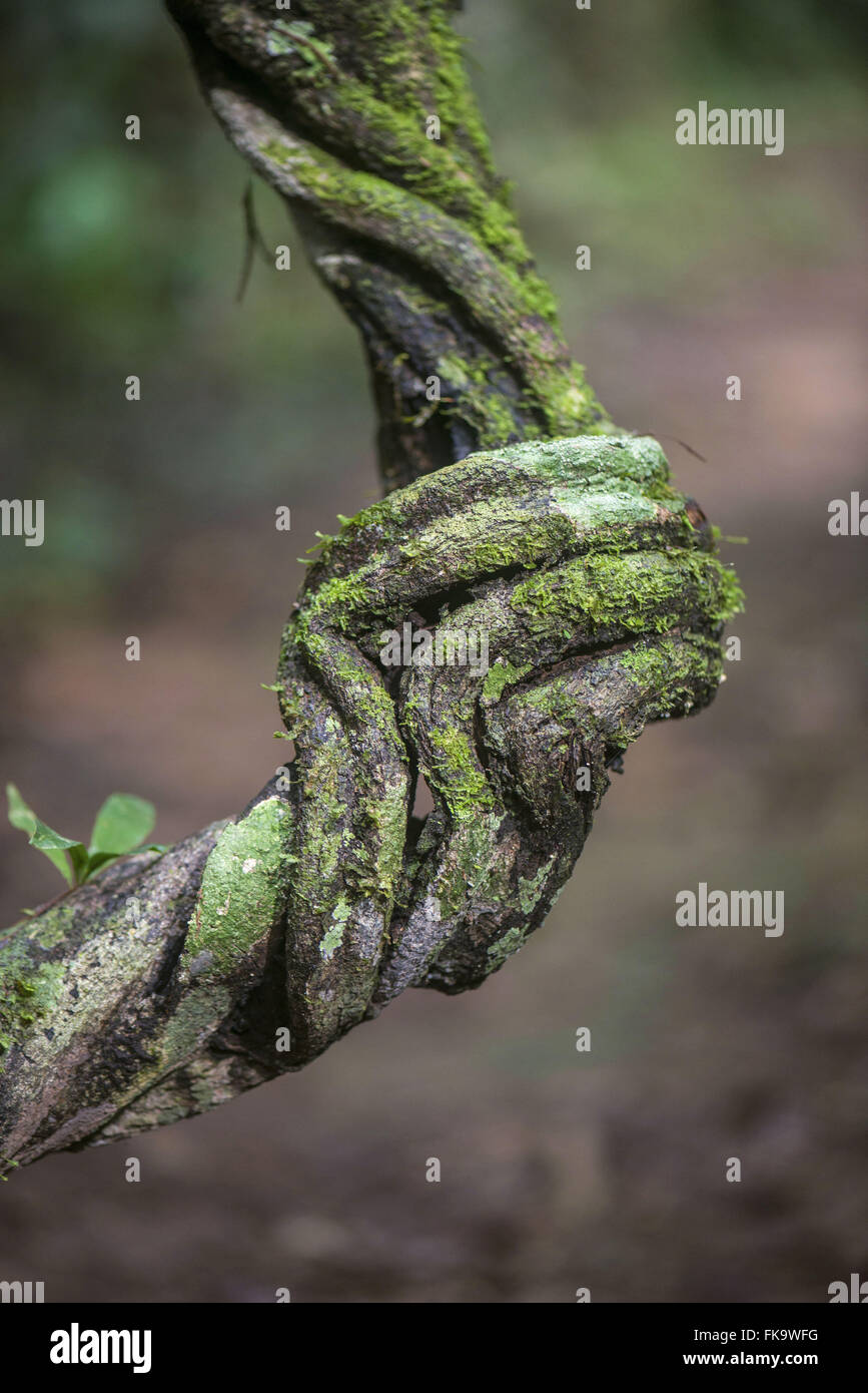 Plantas Da Floresta Amazonica