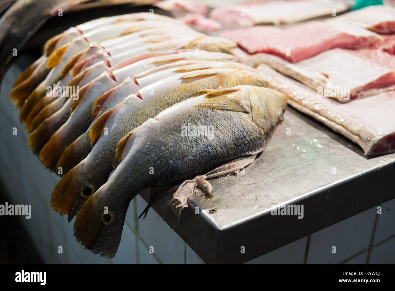 Peacock bass hi-res stock photography and images - Alamy