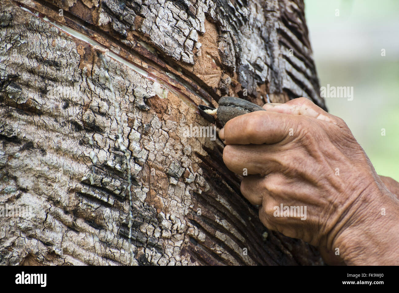 Rubber tapper scratching trunk - Hevea brasiliensis - for extraction of ...