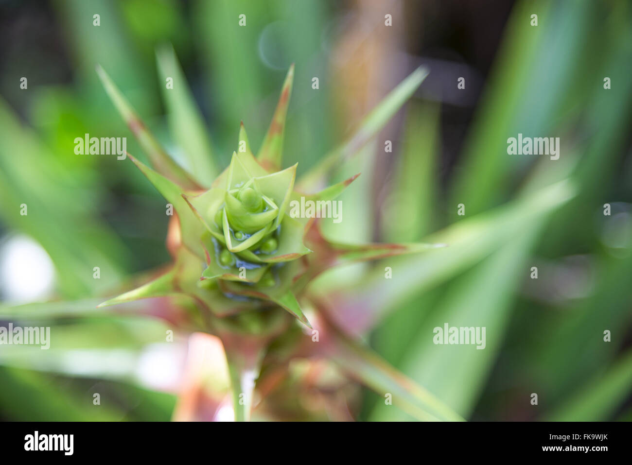 Bromelia plants hi-res stock photography and images - Alamy