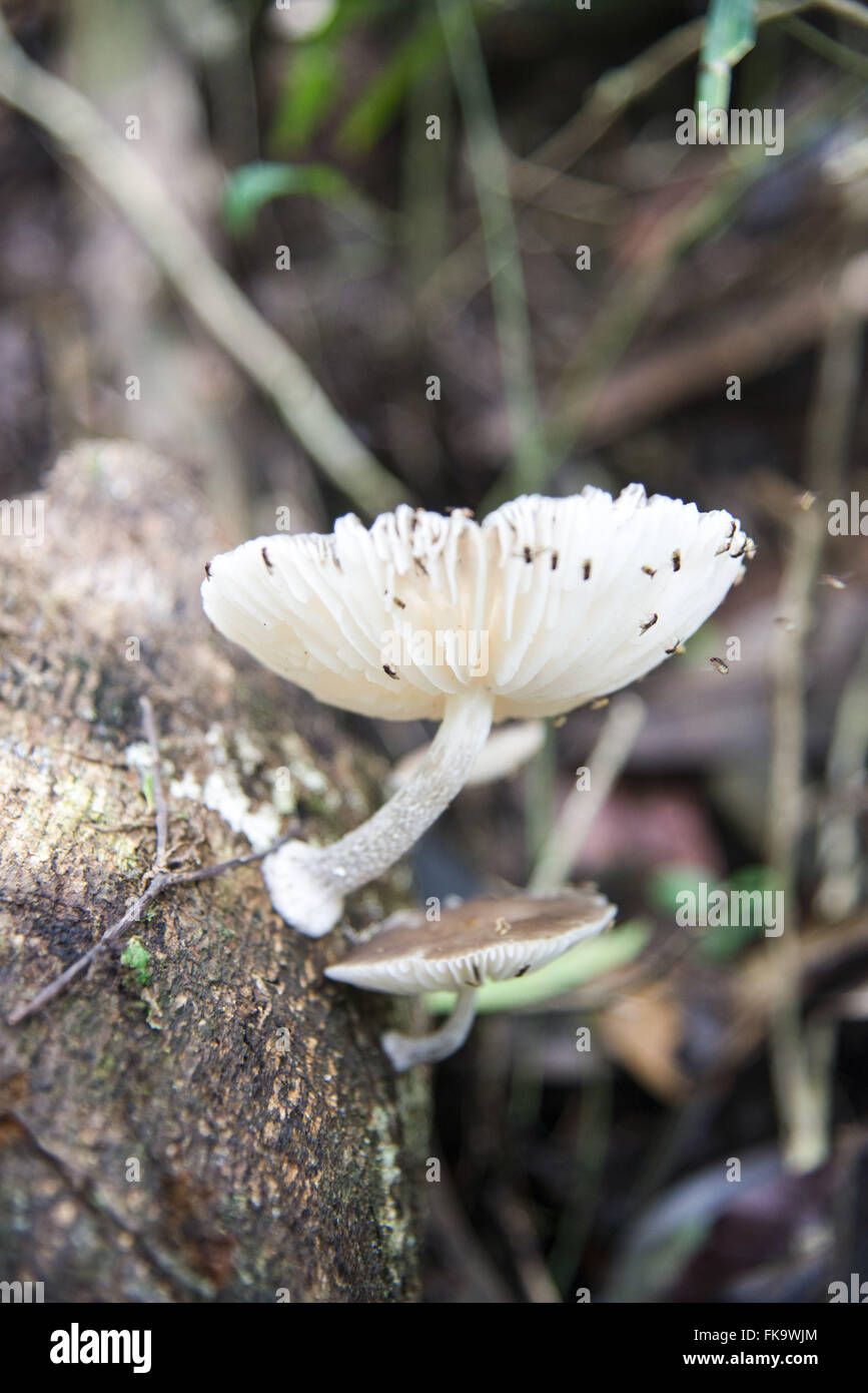 Decompose hi-res stock photography and images - Alamy