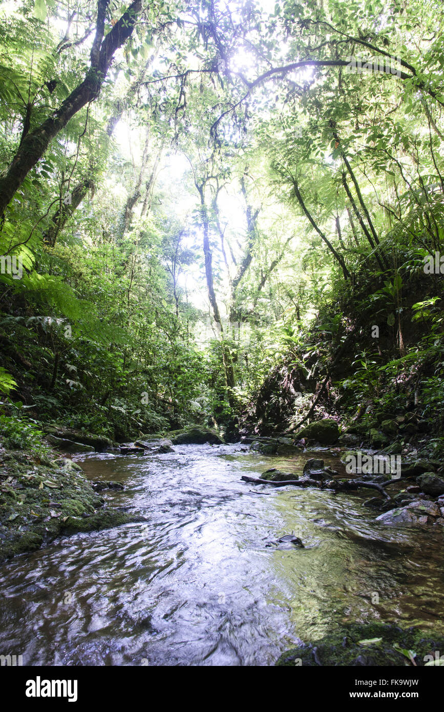 Riparian vegetation in Intervales Stock Photo - Alamy