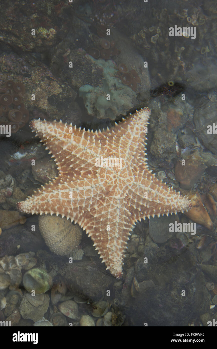 Starfish shape hi-res stock photography and images - Alamy