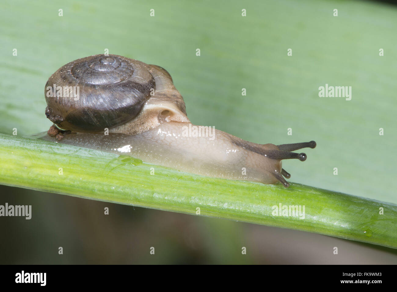 Close up view of snail hi-res stock photography and images - Alamy