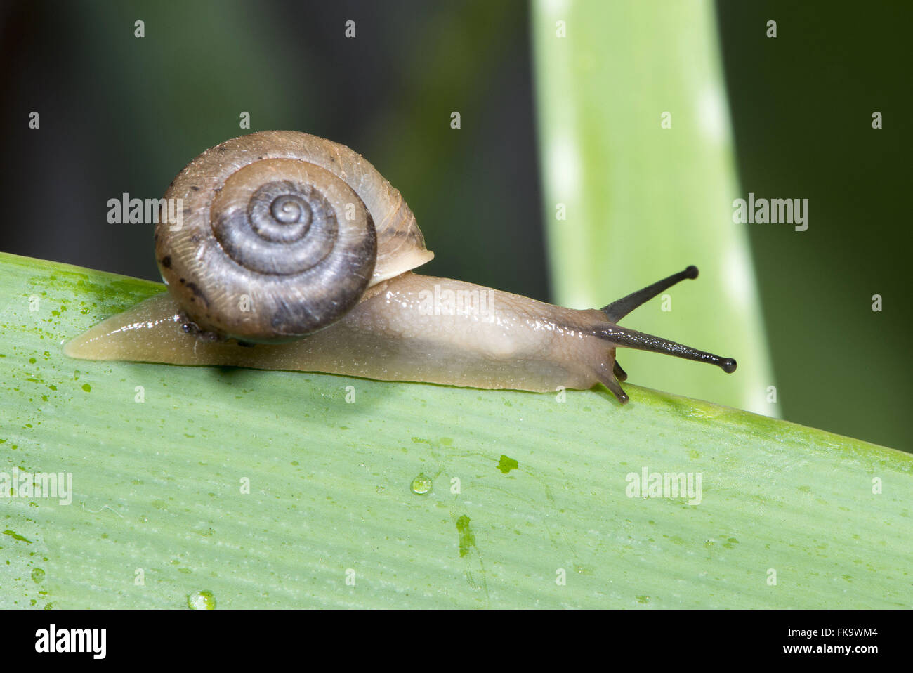 Snail america hi-res stock photography and images - Alamy