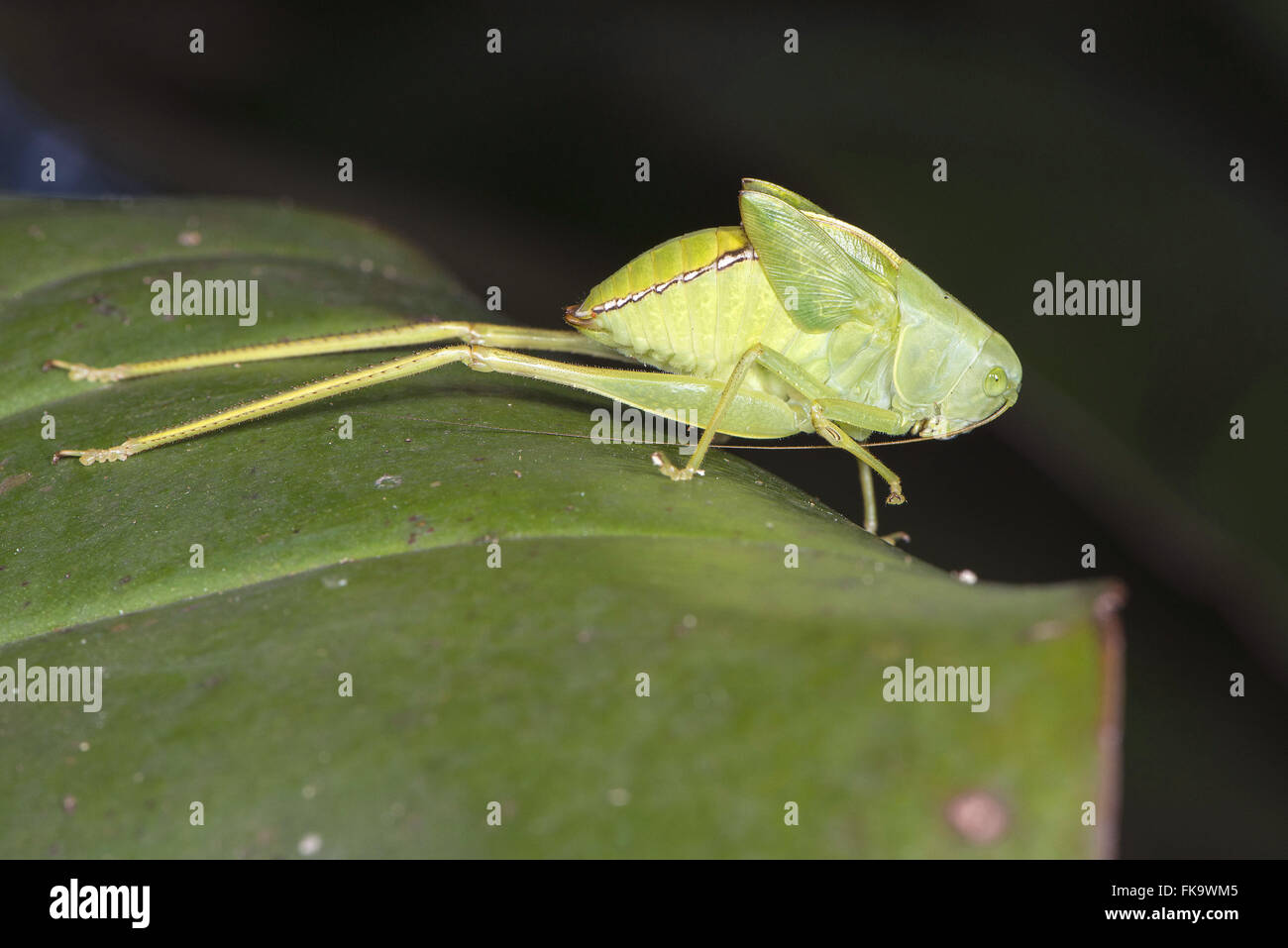 Nymph hi-res stock photography and images - Alamy