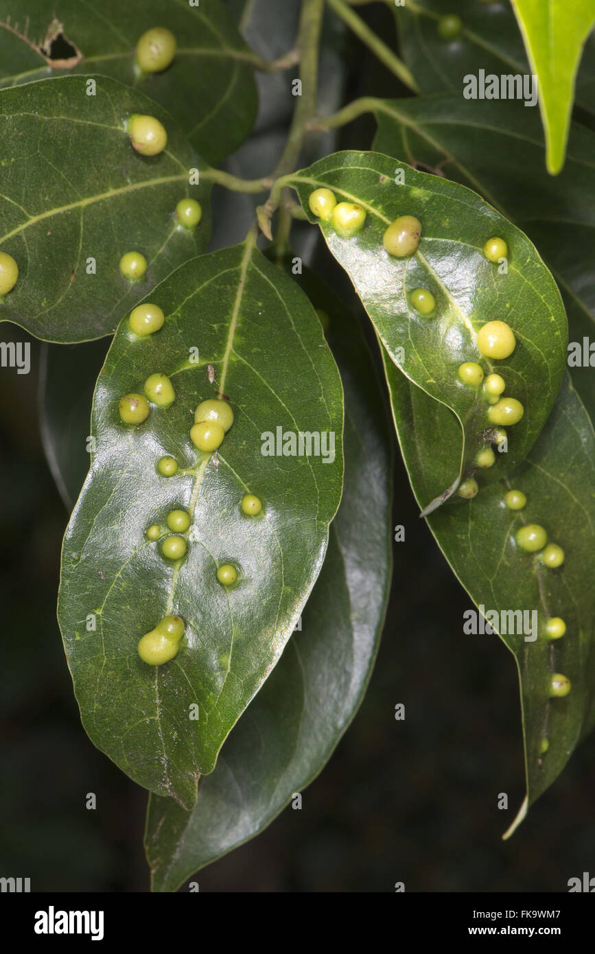 Gall fig leaf Stock Photo - Alamy