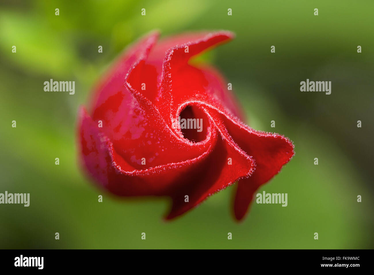 Aestivation hi-res stock photography and images - Alamy