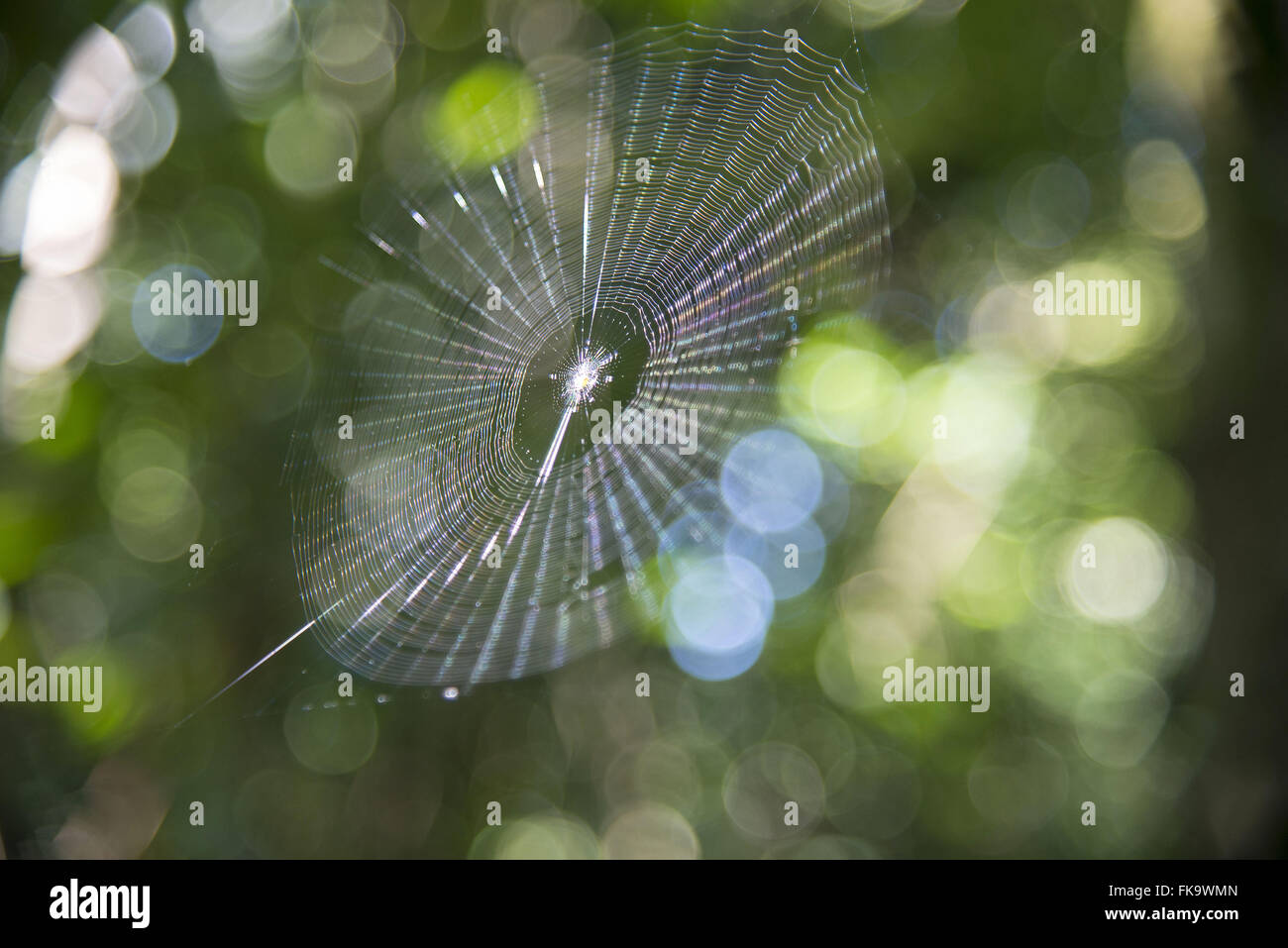 Amazon rainforest spider hi-res stock photography and images - Alamy
