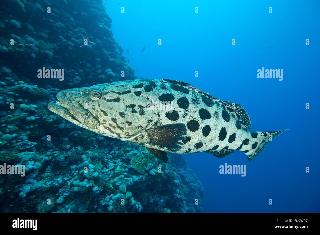 Potato cod hi-res stock photography and images - Alamy