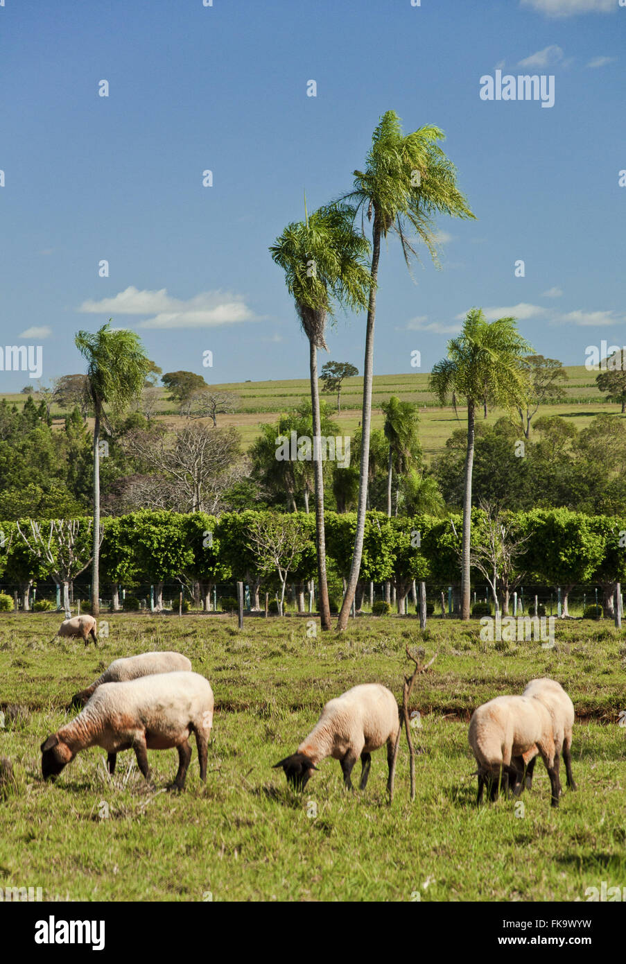 Flock of sheep grazing in a farm Stock Photo - Alamy