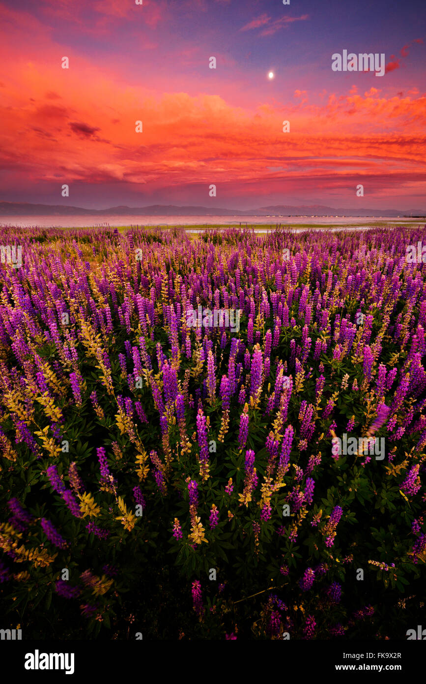 Blood Sunset High Resolution Stock Photography and Images - Alamy