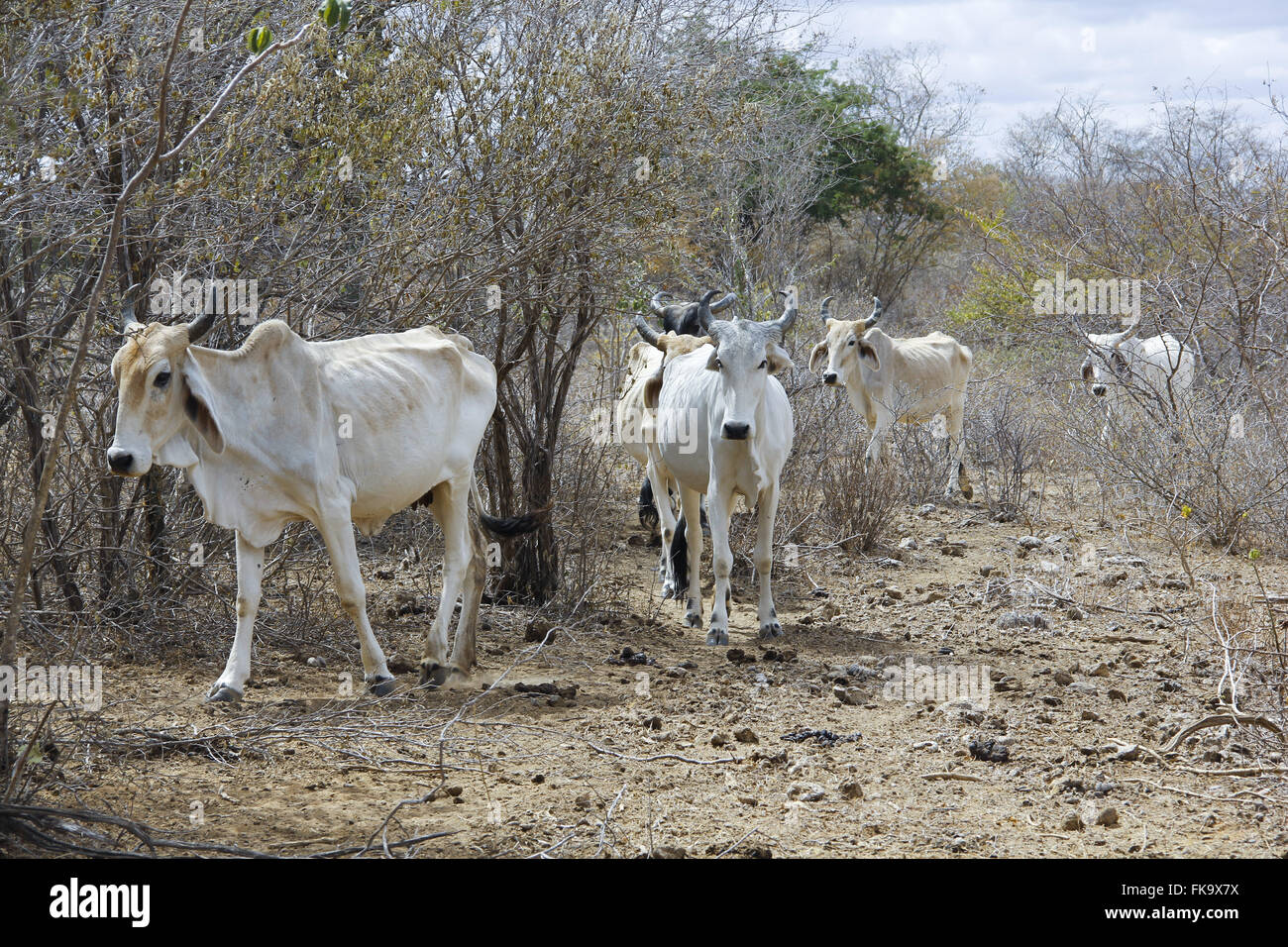 Skinny cattle through the scrub vegetation of the Bahian backlands ...