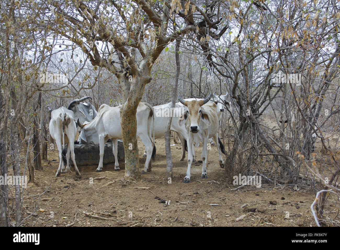 Skinny cattle drinking water through the vegetation of the caatinga ...