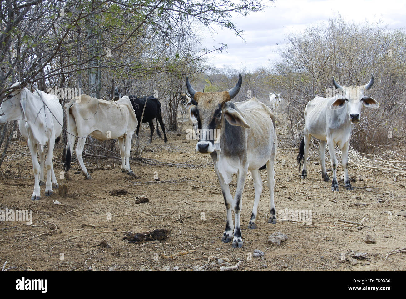 Skinny cattle through the scrub vegetation of the Bahian backlands ...