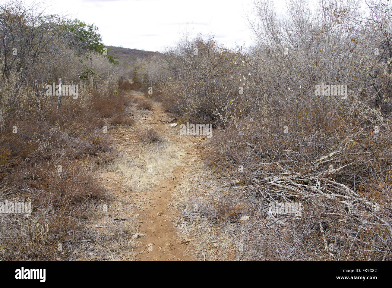 Arid scrub savannah savanna hi-res stock photography and images - Alamy