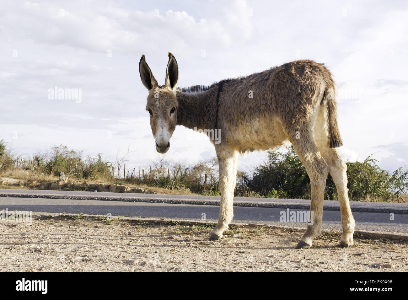 Hungry donkey on the edge of the highway Stock Photo - Alamy