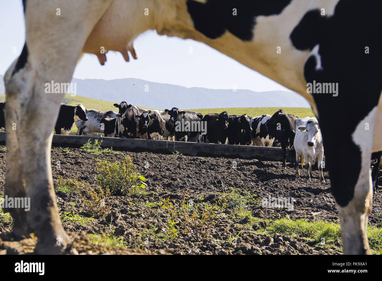 Creation of dairy cattle feeding on small farm - detail of udder Stock ...