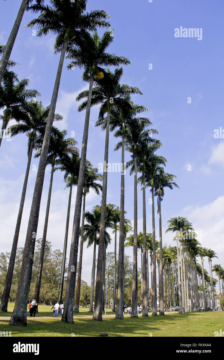 Imperial palm tree hi-res stock photography and images - Alamy
