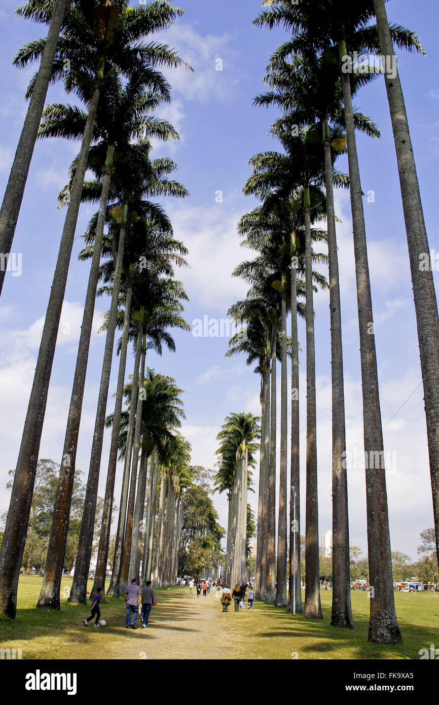 Imperial palm tree hi-res stock photography and images - Alamy