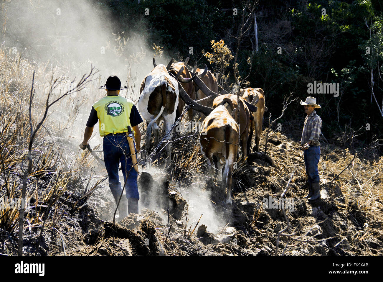 Animal traction plow with ox cart in the countryside Stock Photo - Alamy