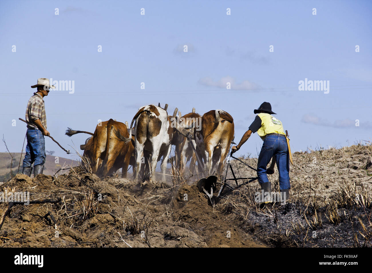 Animal traction plow with ox cart in the countryside Stock Photo - Alamy