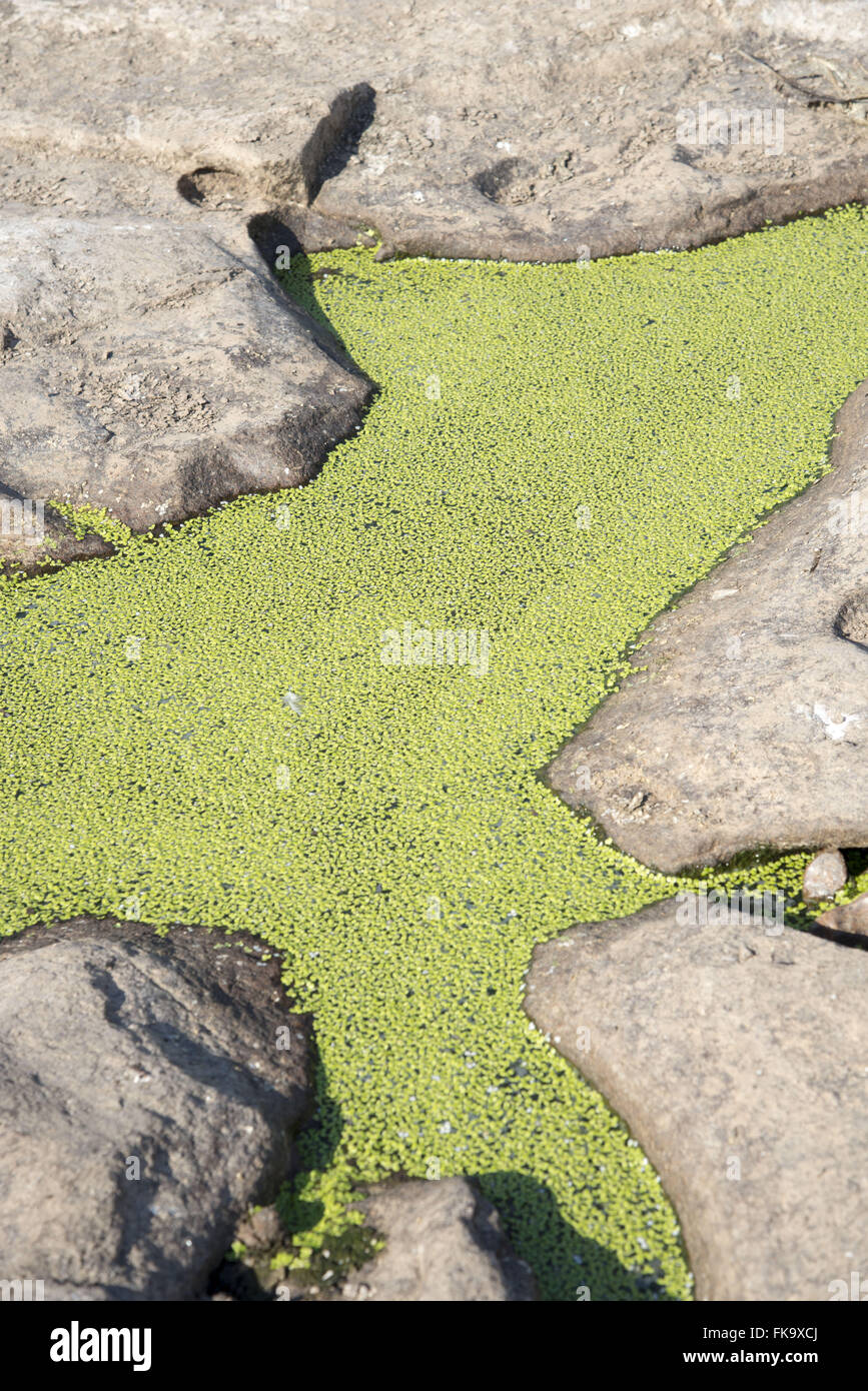 Aquatic plant proliferates in contaminated water Stock Photo - Alamy