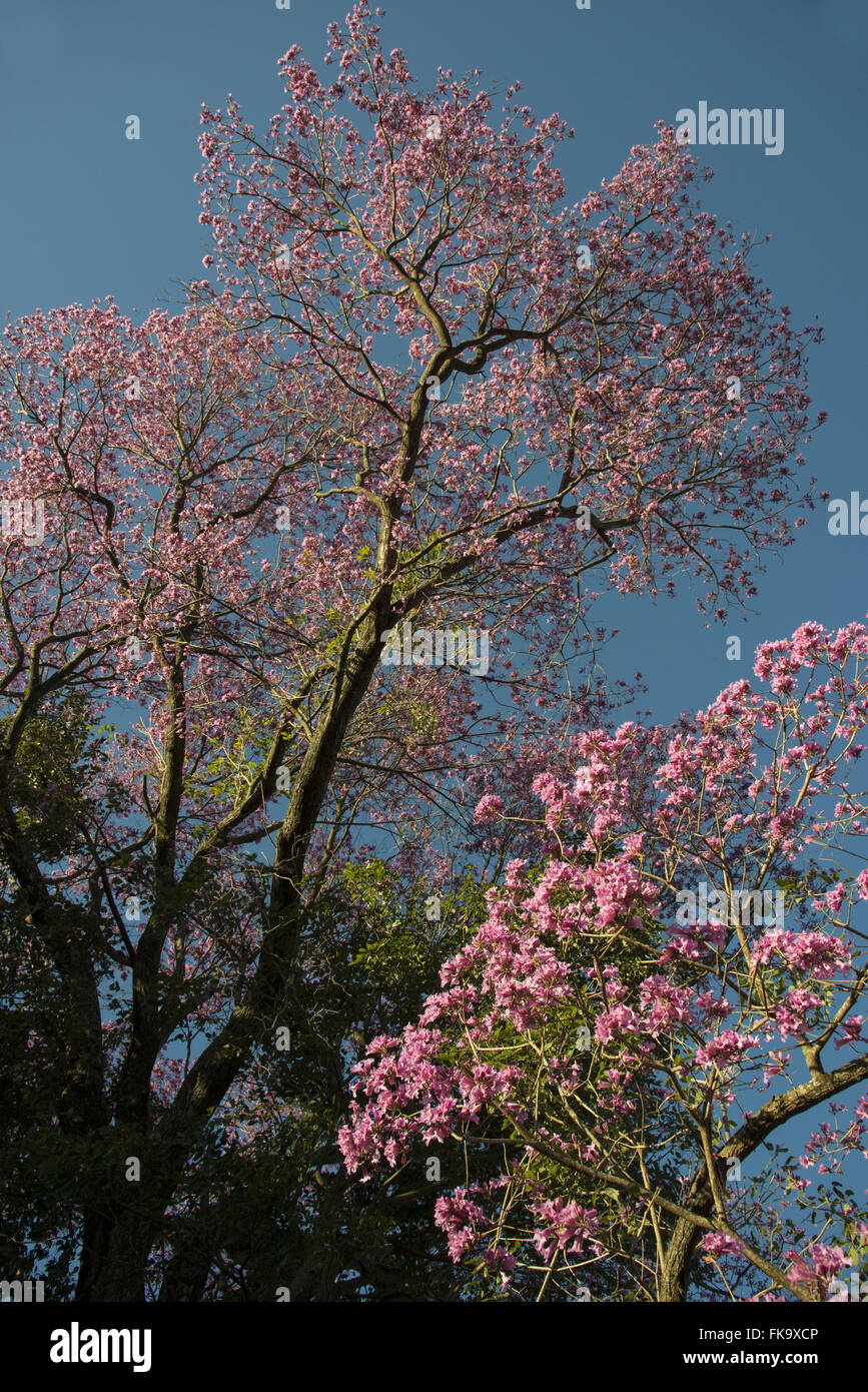 Tabebuia trees hi-res stock photography and images - Alamy
