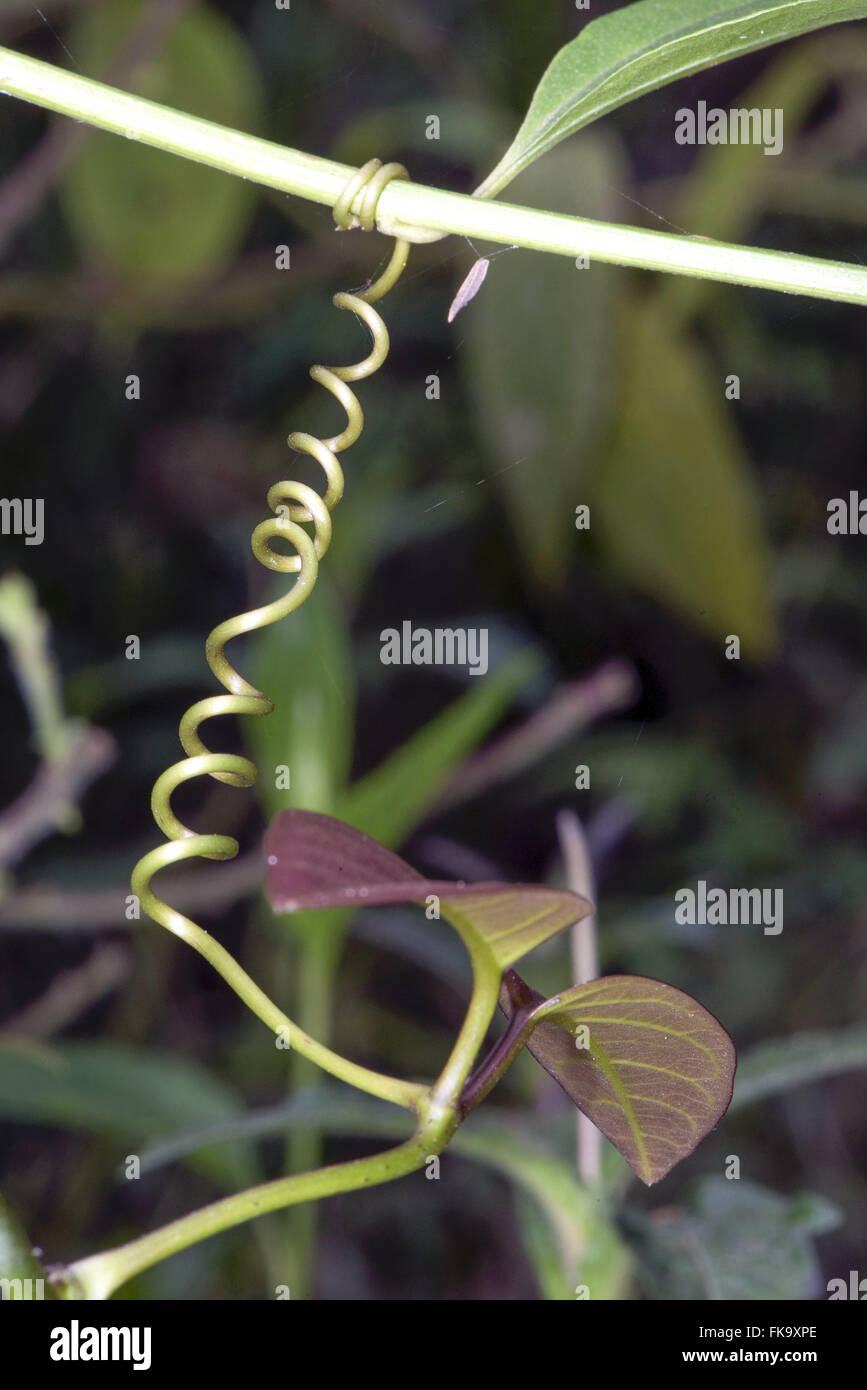 Tendril in the Botanical Garden Stock Photo - Alamy
