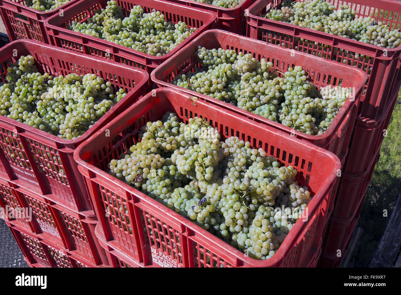 Alvariño hi-res stock photography and images - Alamy