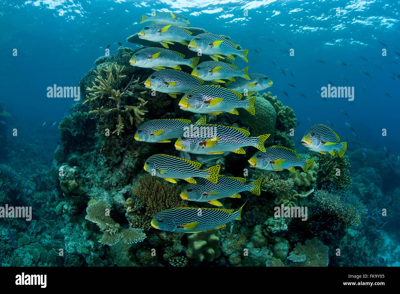 Lined sweetlips {Plectorhynchus lineatus} Ribbon Reefs, Great Barrier ...