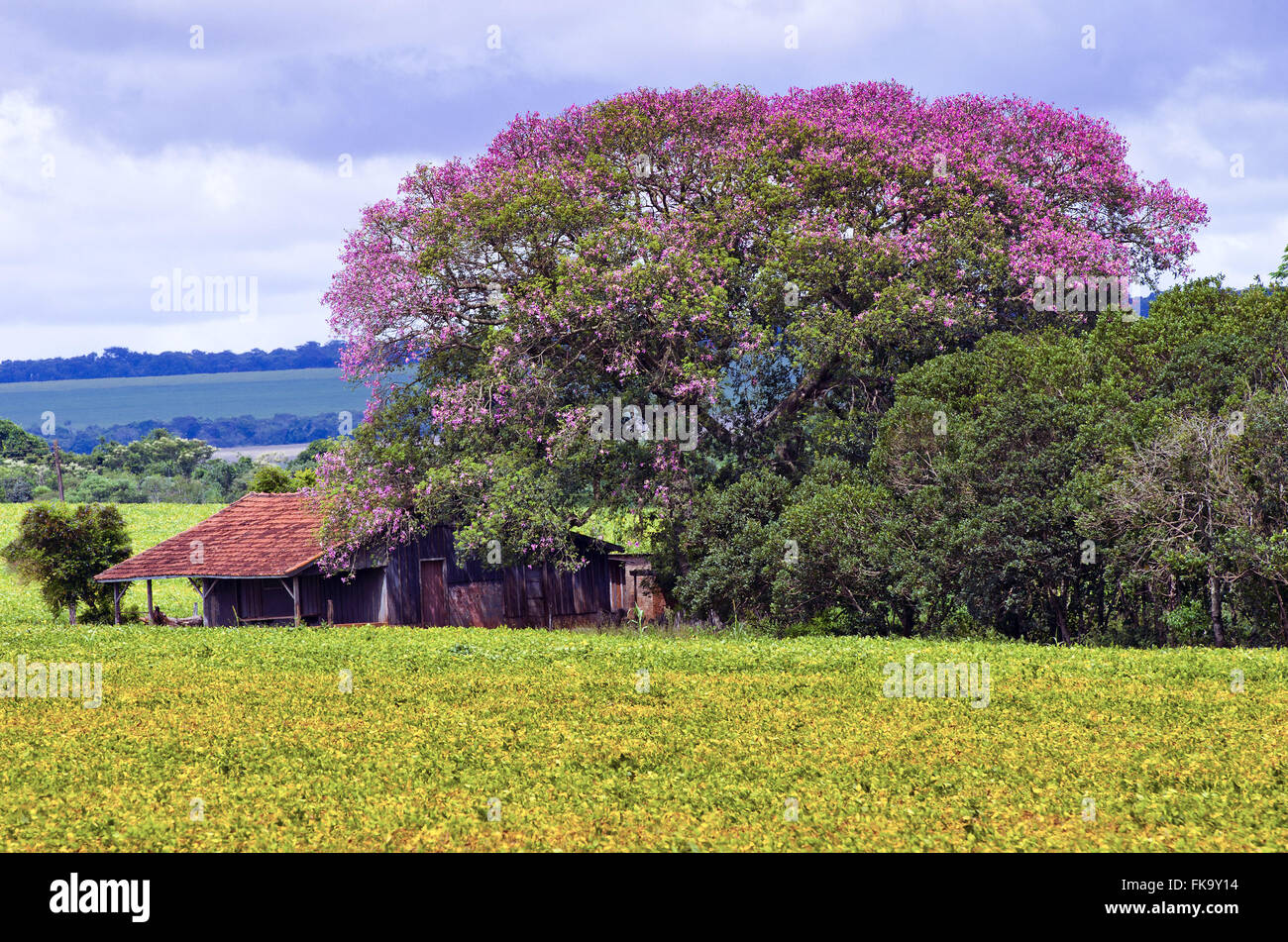 Monoculture fields - soy plantation - and farm in the background Stock ...