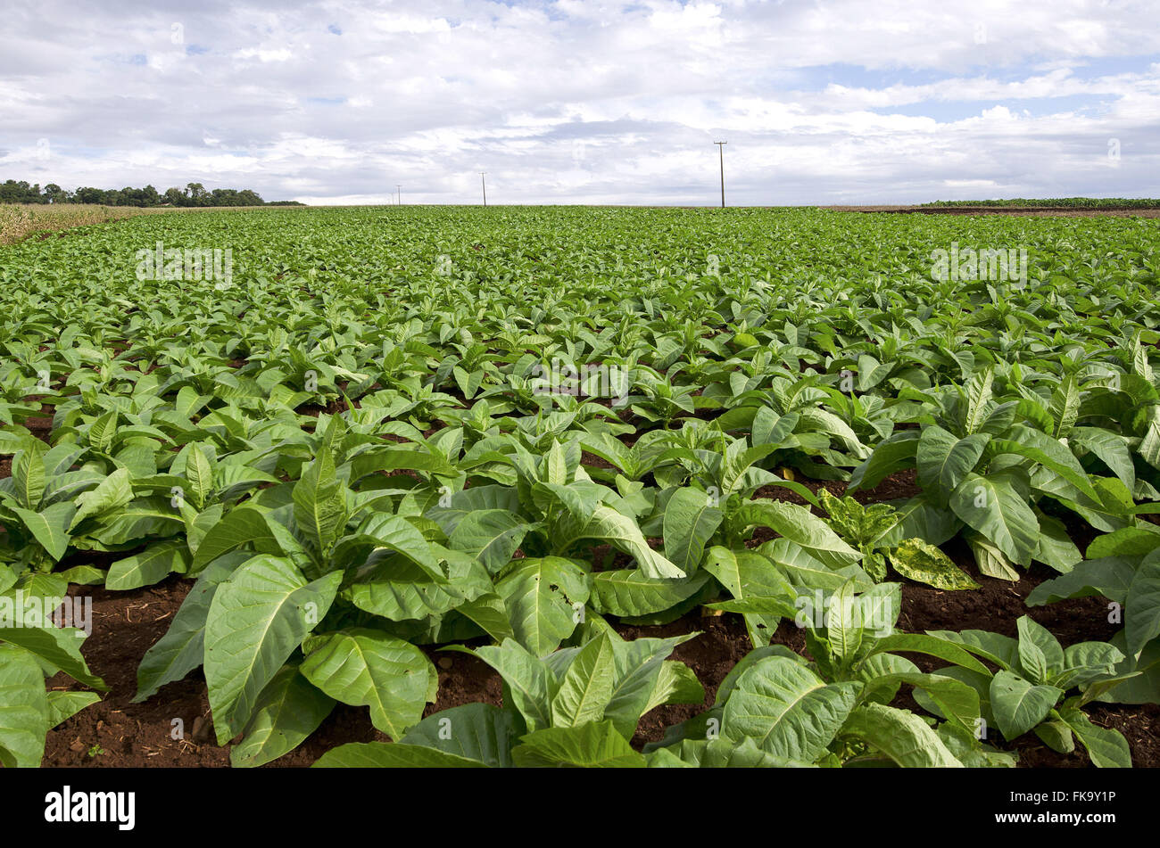 Smoke plantation in the countryside Stock Photo - Alamy