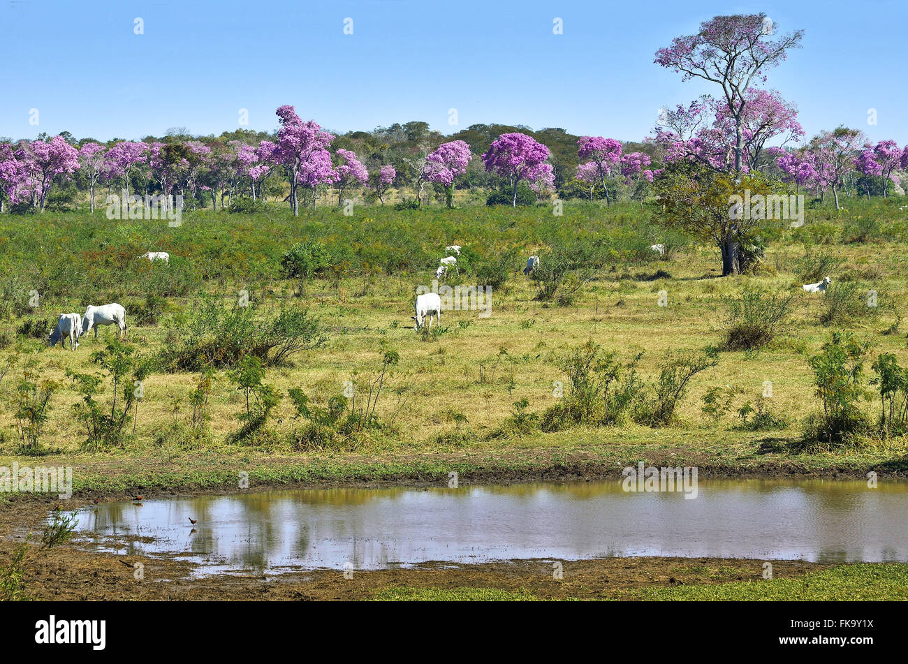 Cattle pond hi-res stock photography and images - Alamy