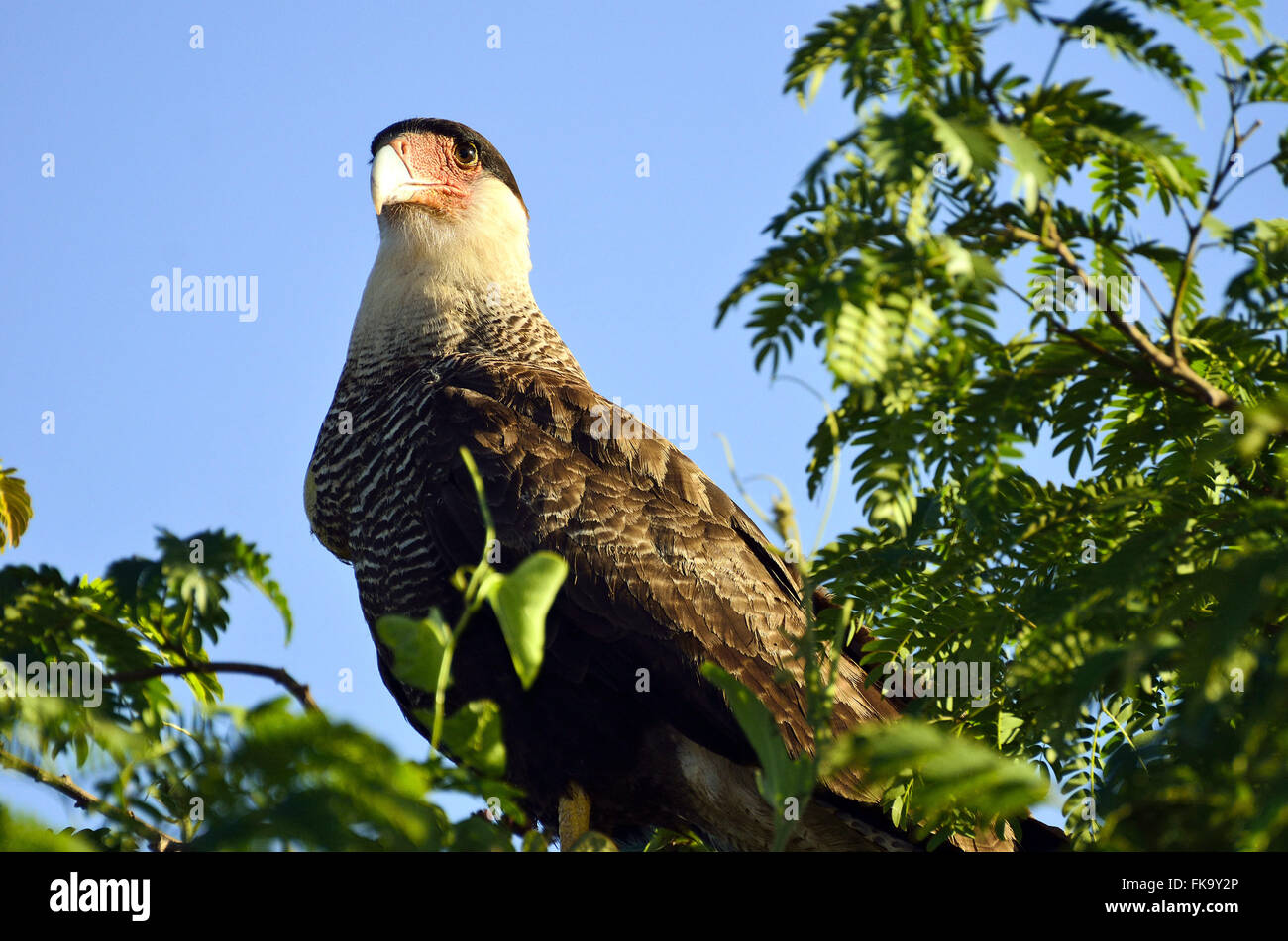 Carcará bird hi-res stock photography and images - Alamy