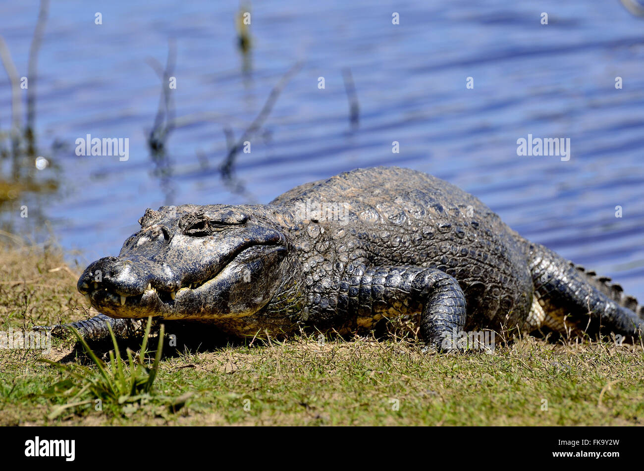 Brazil jacare hi-res stock photography and images - Alamy