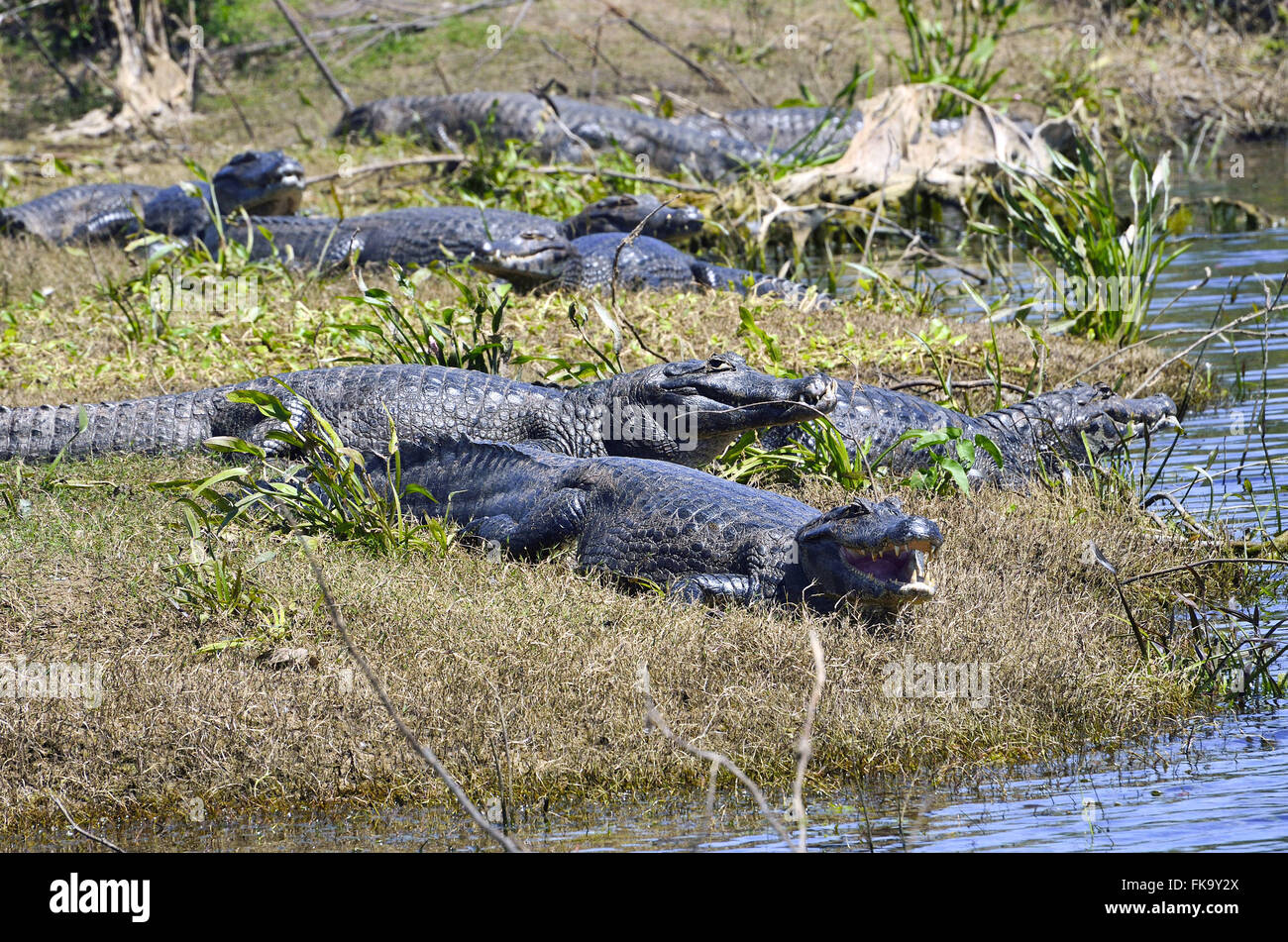 Group of alligators hi-res stock photography and images - Alamy