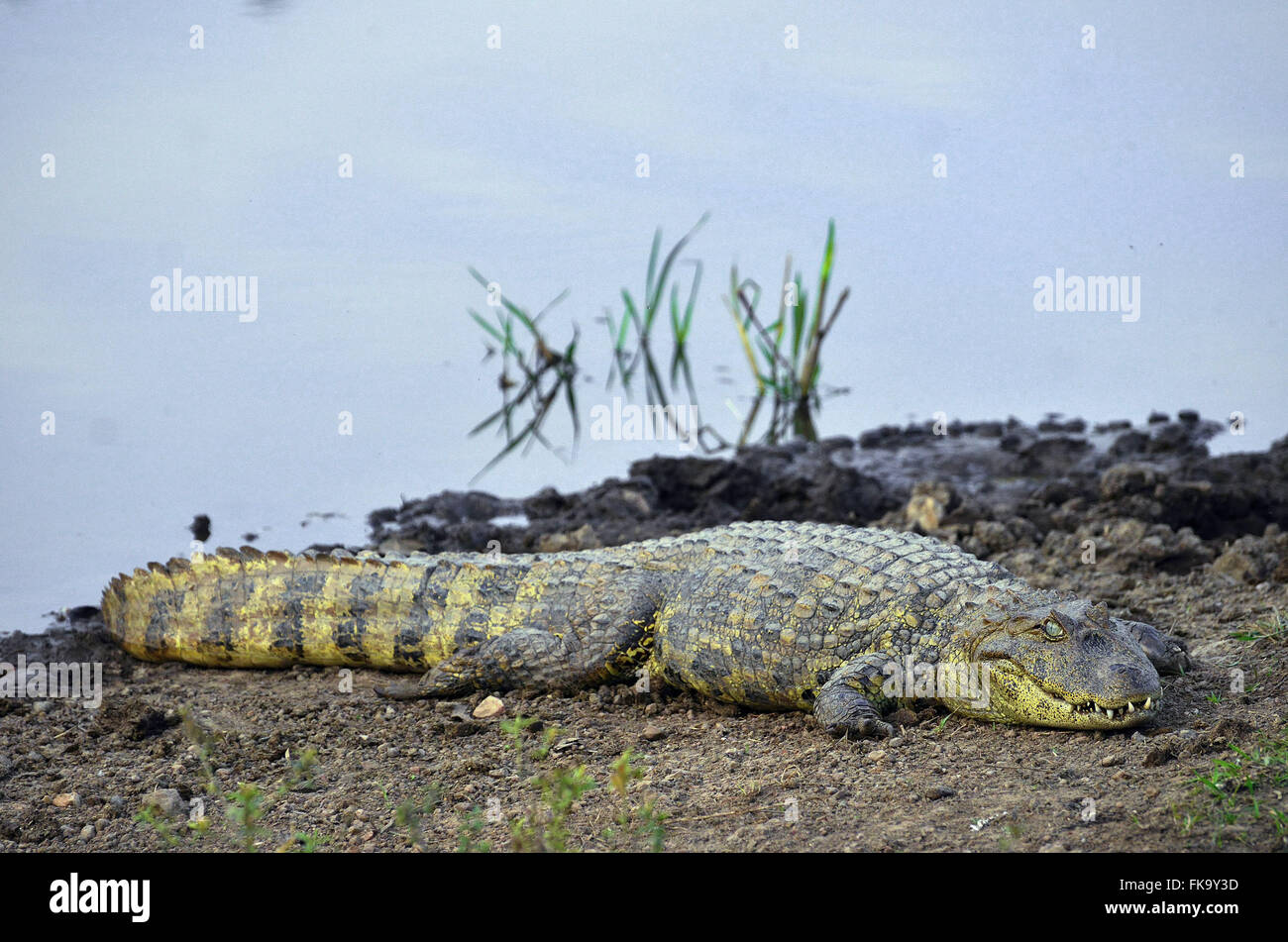 Brazil jacare hi-res stock photography and images - Alamy