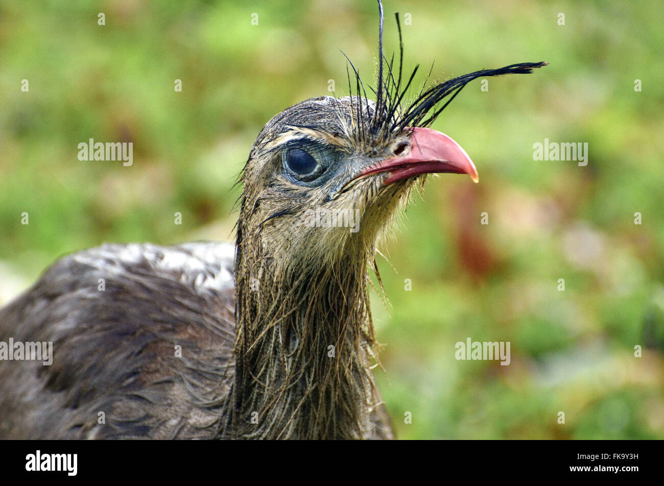 Seriema or Siriema Stock Photo - Alamy