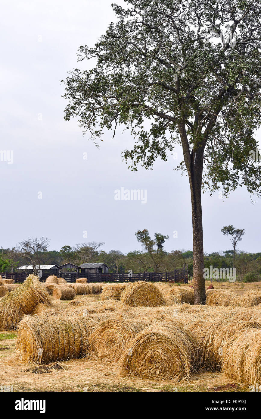 Rolls nature hi-res stock photography and images - Alamy